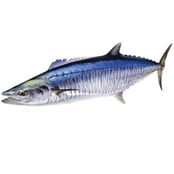 Spanish Mackerel 26/27 – Saltwater Solutions